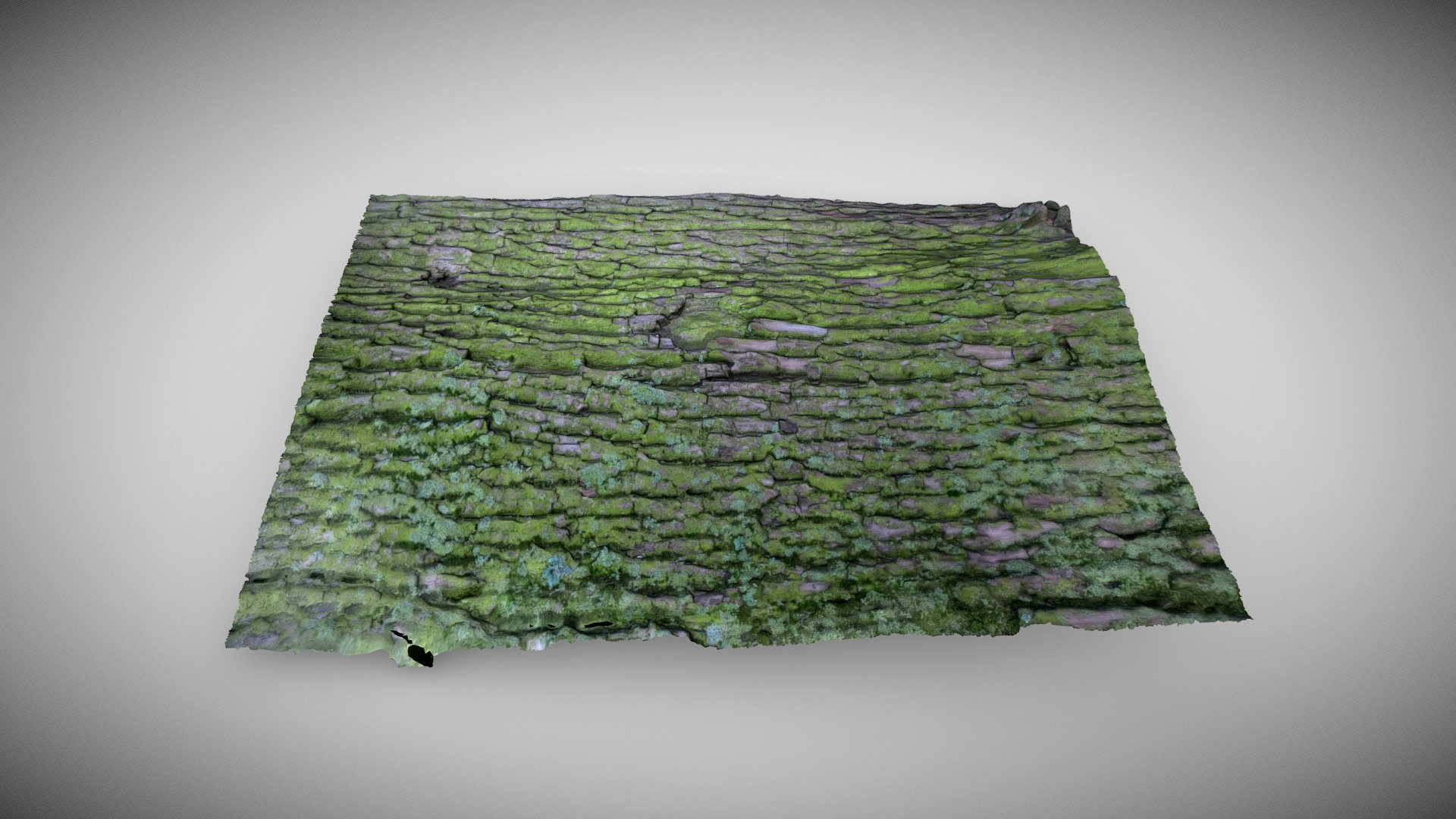 bark tree - Download Free 3D model by GM3Dscan [68d3475] - Sketchfab