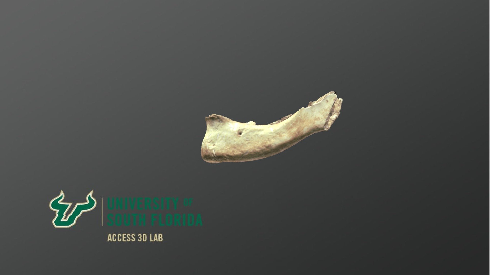 Mandible Scan by Ruiz, Hatcher, and Cardoso - 3D model by access3d ...