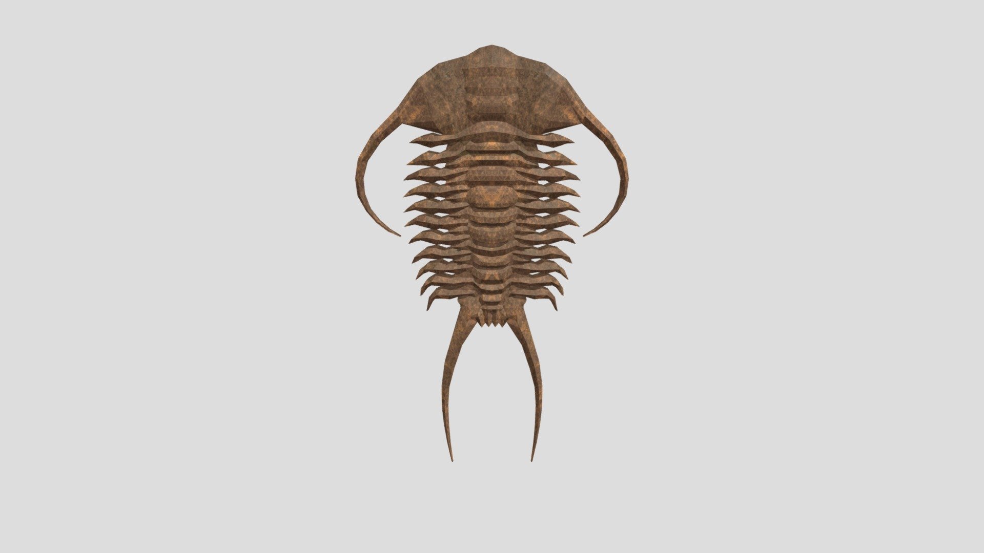 Trilobite - 3D model by Hedvig (@hnm21002) [68df6a4] - Sketchfab