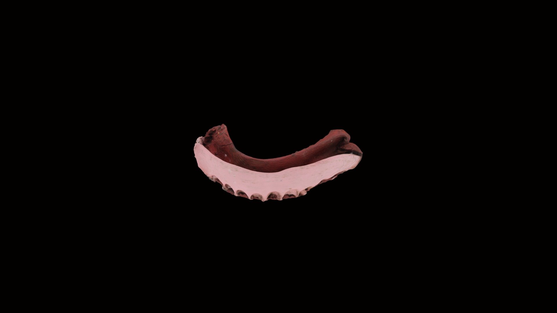 Denture Mold - 3D model by MSU DHI Lab [68e4ec0] - Sketchfab