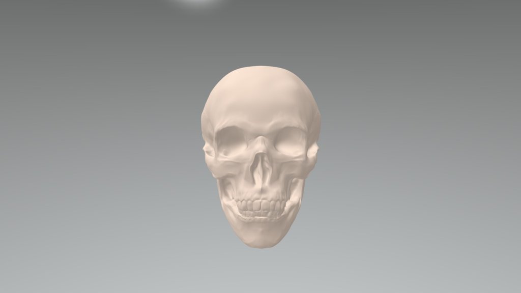 Crane_Head_Skull - 3D model by yanne_art [68e843f] - Sketchfab