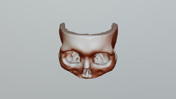 Skullbase 3D models - Sketchfab