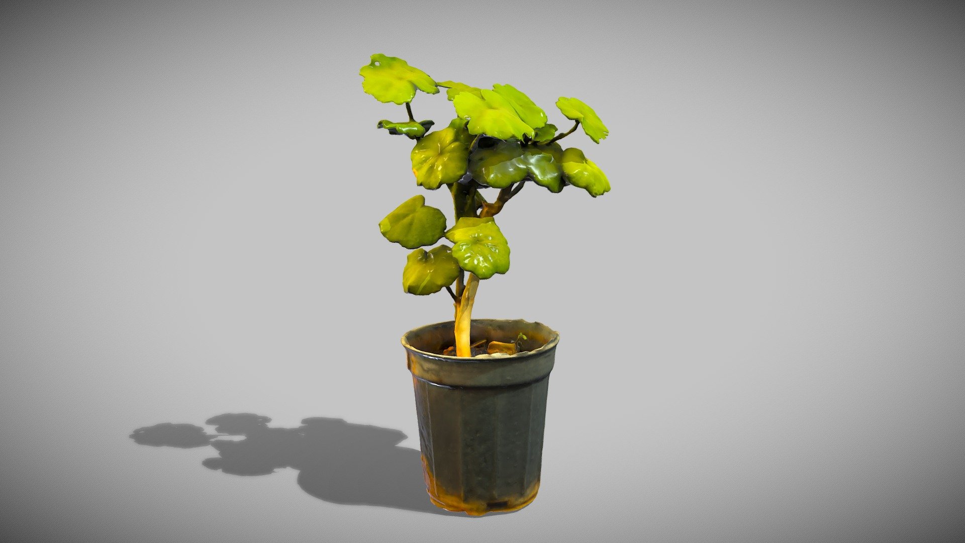Geraniums - Download Free 3D model by Nima (@h3ydari96) [68ecd69 ...