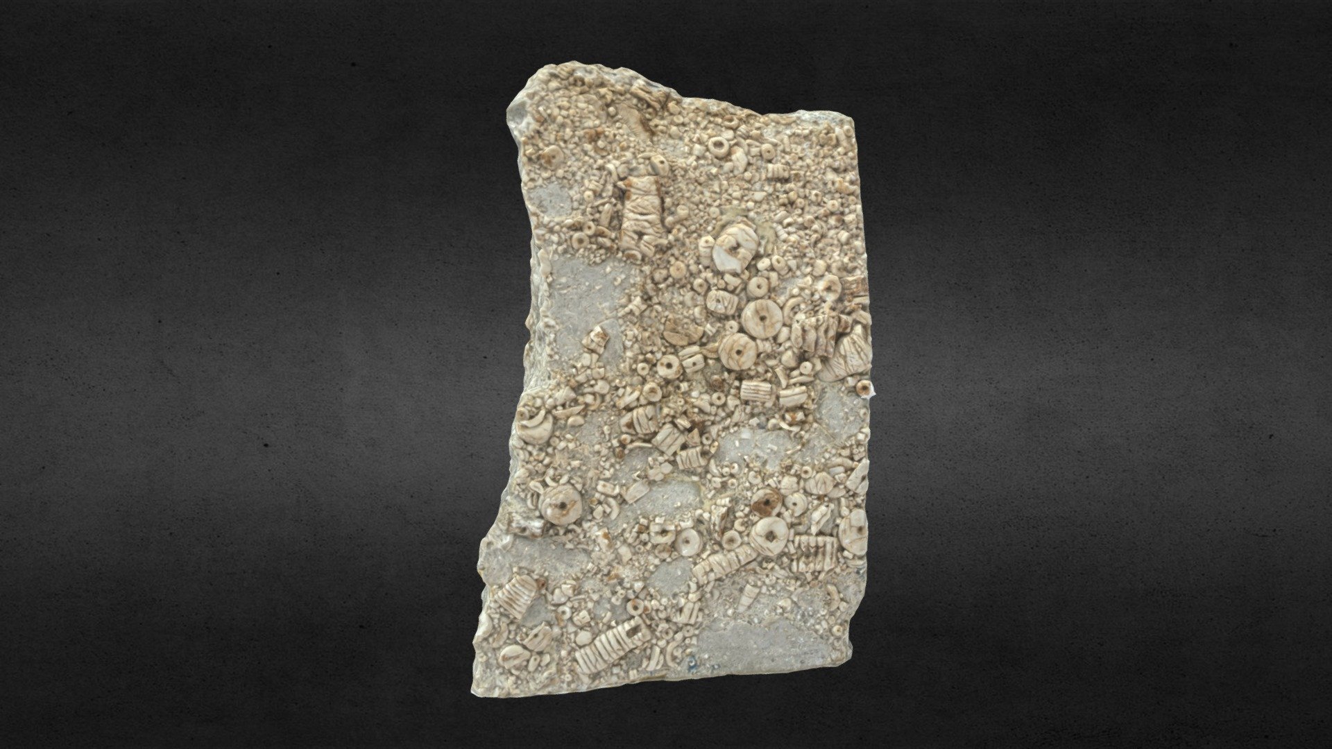 Fossil Crinoid Stems on Fossiliferous Limestone - Download Free 3D ...