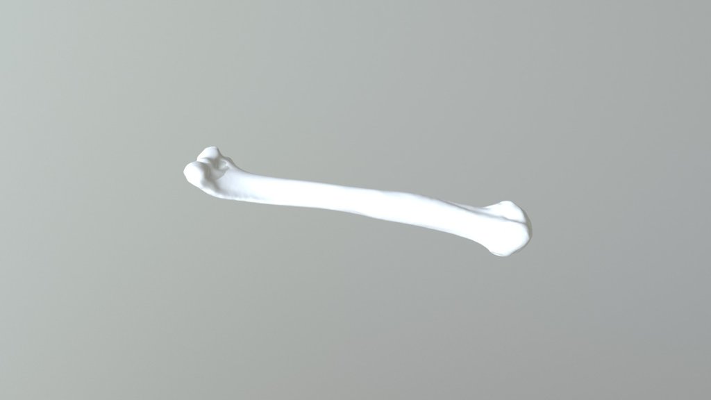 Humerus - 3D model by acpe [68ff475] - Sketchfab