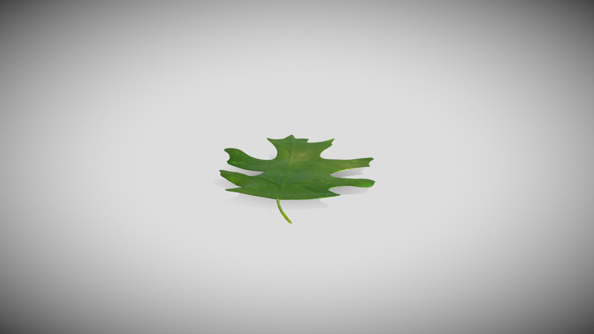 Oak Leaf Model - 3D model by Andrew.Dunlap [68ff666] - Sketchfab
