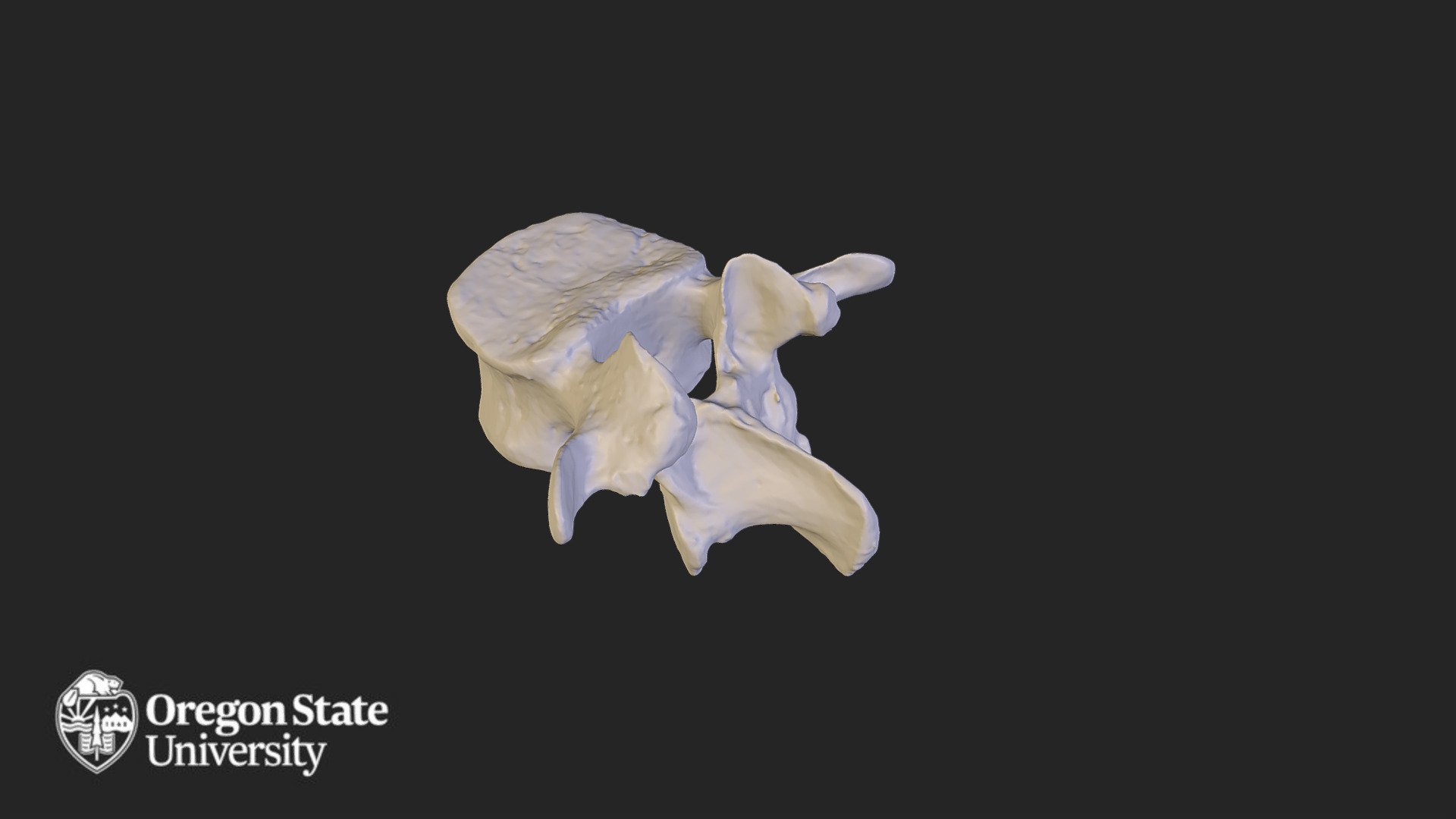 Lumbar vertebra -L3 - Download Free 3D model by Oregon State University ...