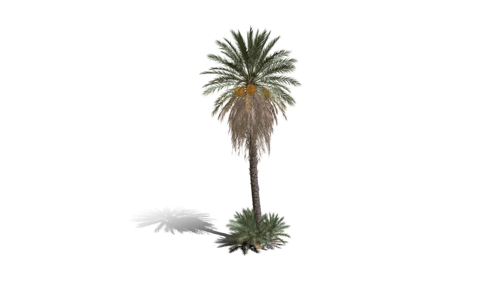 Realistic HD Date palm (29/78) - Download Free 3D model by PlantCatalog ...