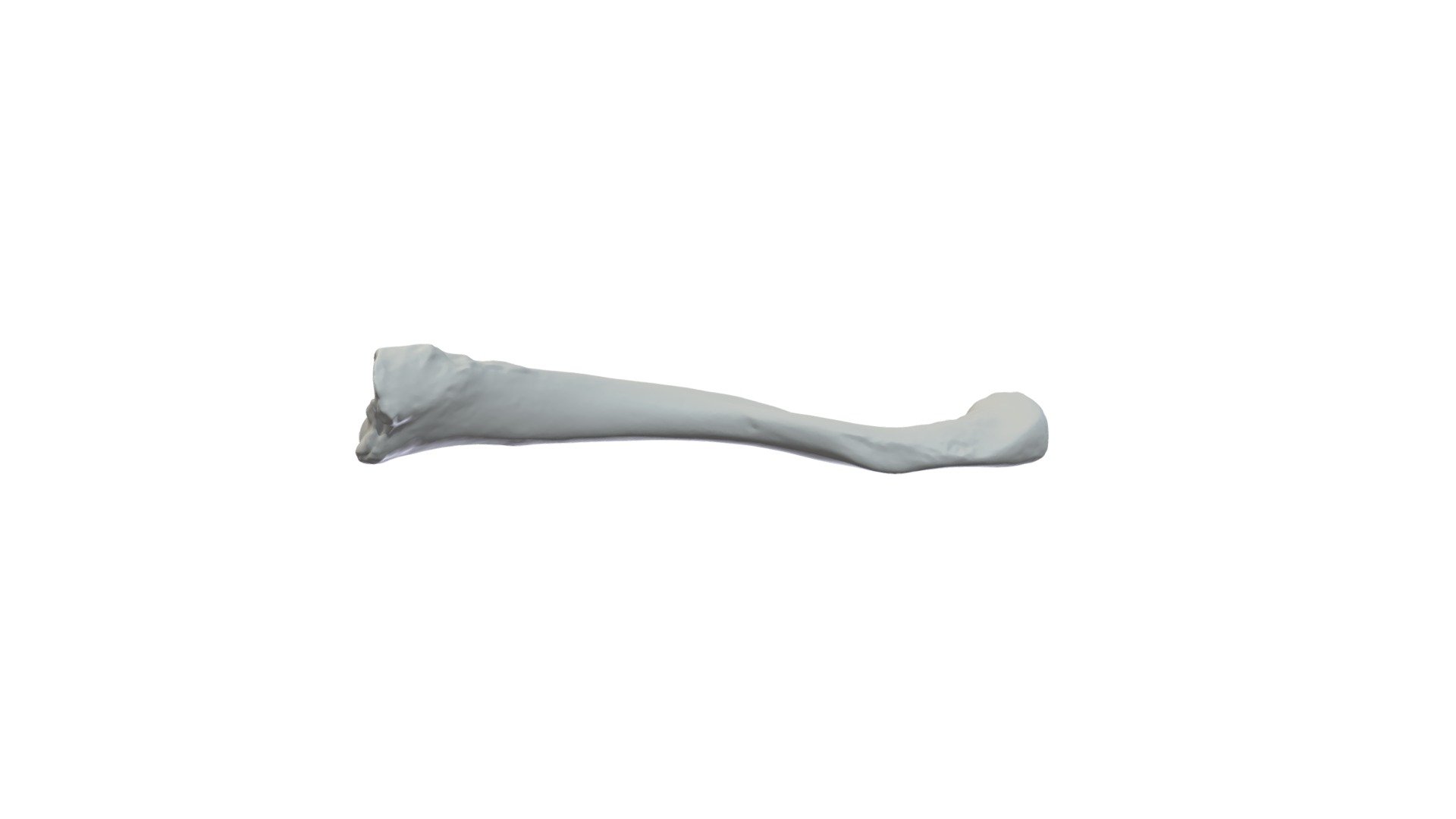 Lab 3 - Specimen B8 - Download Free 3D model by GW Anthropology ...