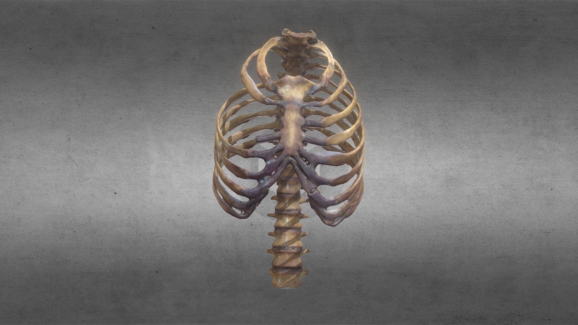Tórax/Thorax - Buy Royalty Free 3D model by Anatomía Humana 3D ...