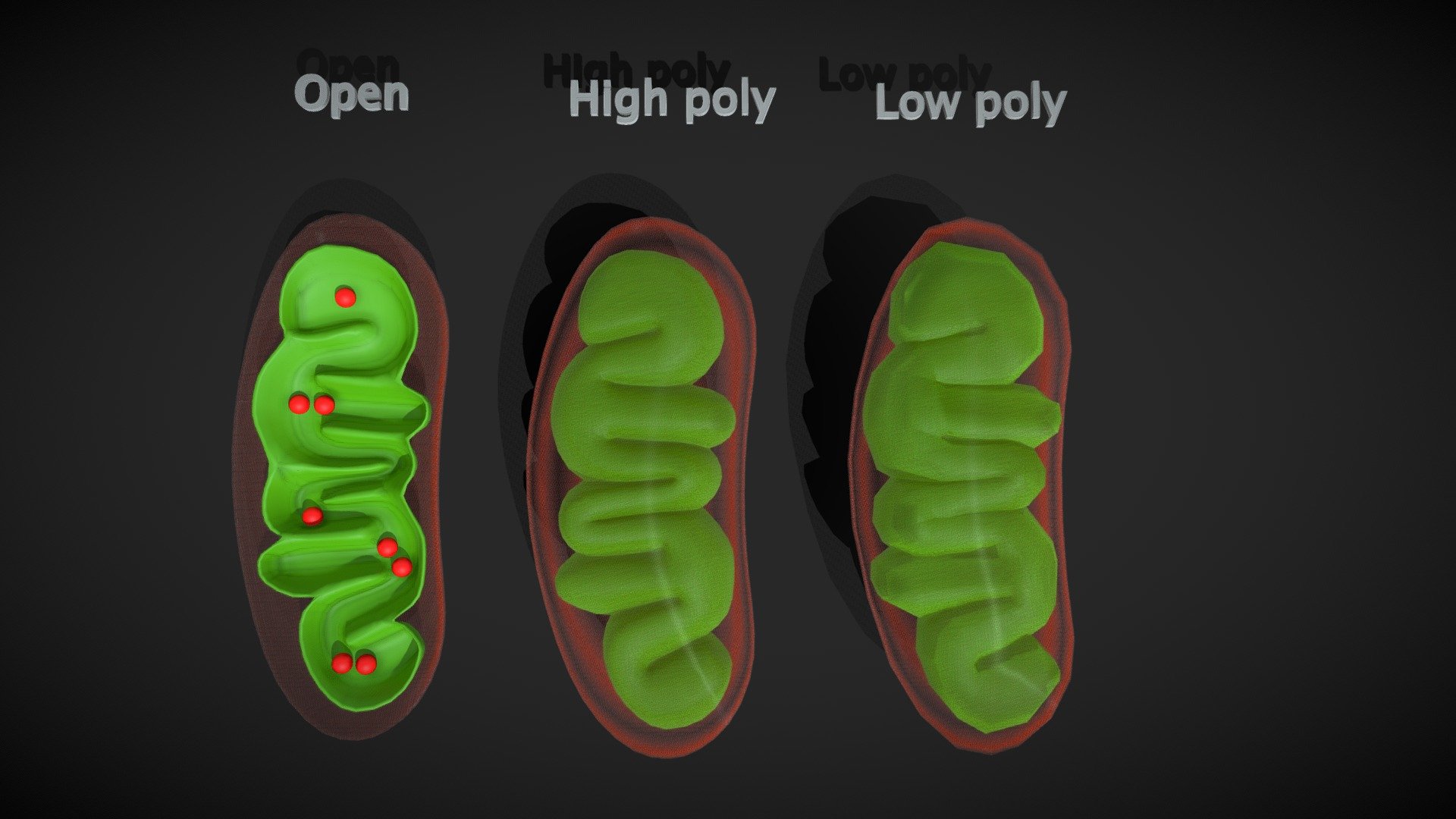 Mitochondrion - Buy Royalty Free 3D model by Deepak_Sharma [69062cb ...