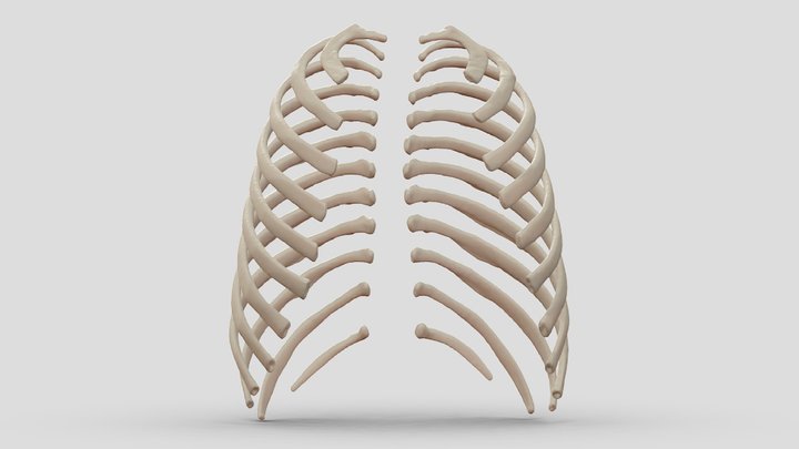 3D Models by Terrie (@terrielsimmons) - Sketchfab Store