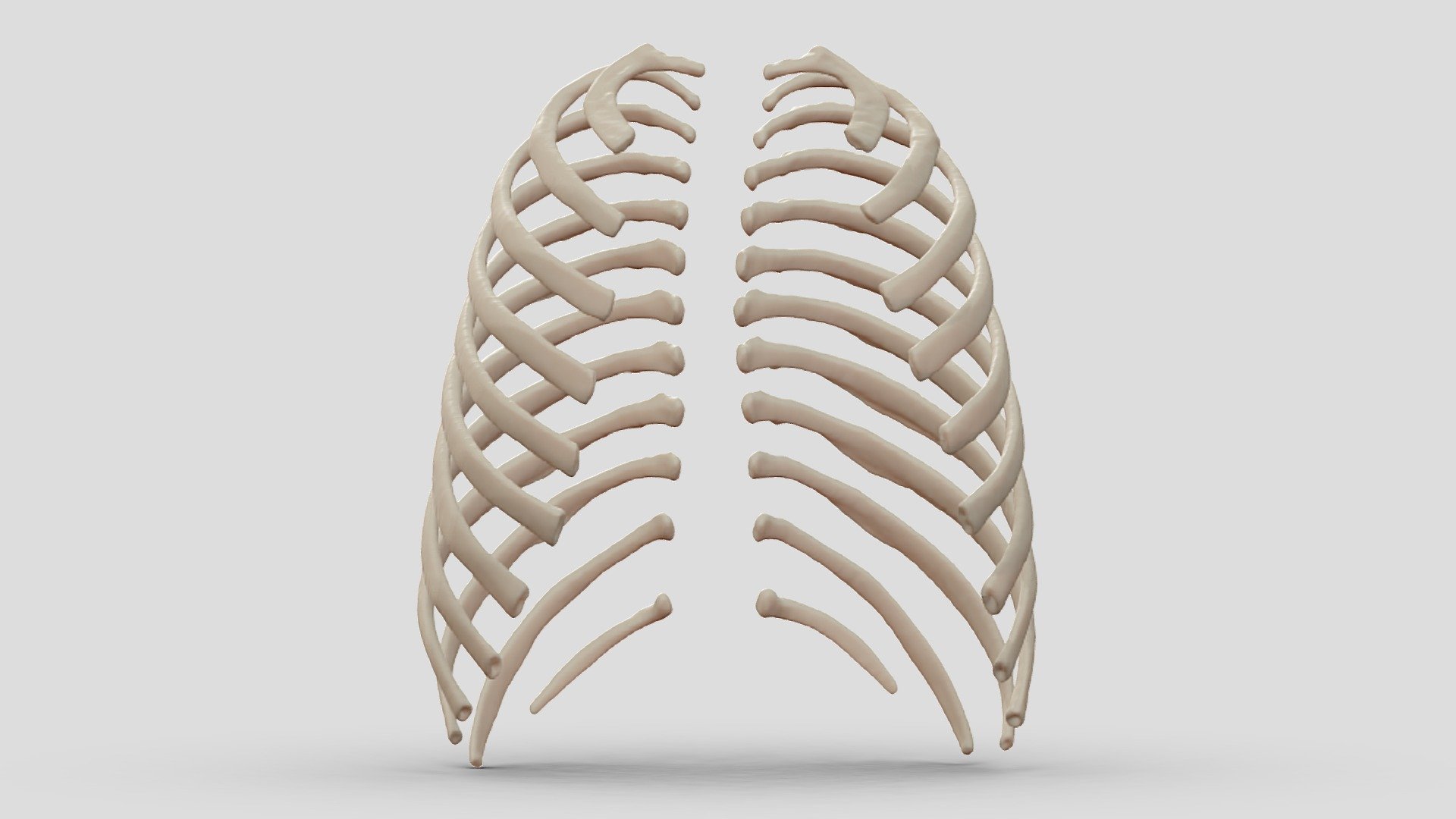 Ribs, 18yo Male - 3D model by Terrie Simmons-Ehrhardt (@terrielsimmons ...