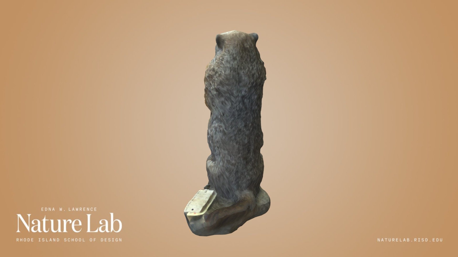 Woodchuck - Download Free 3D model by RISD Nature Lab (@RISDNaturelab) [690c93e] - Sketchfab