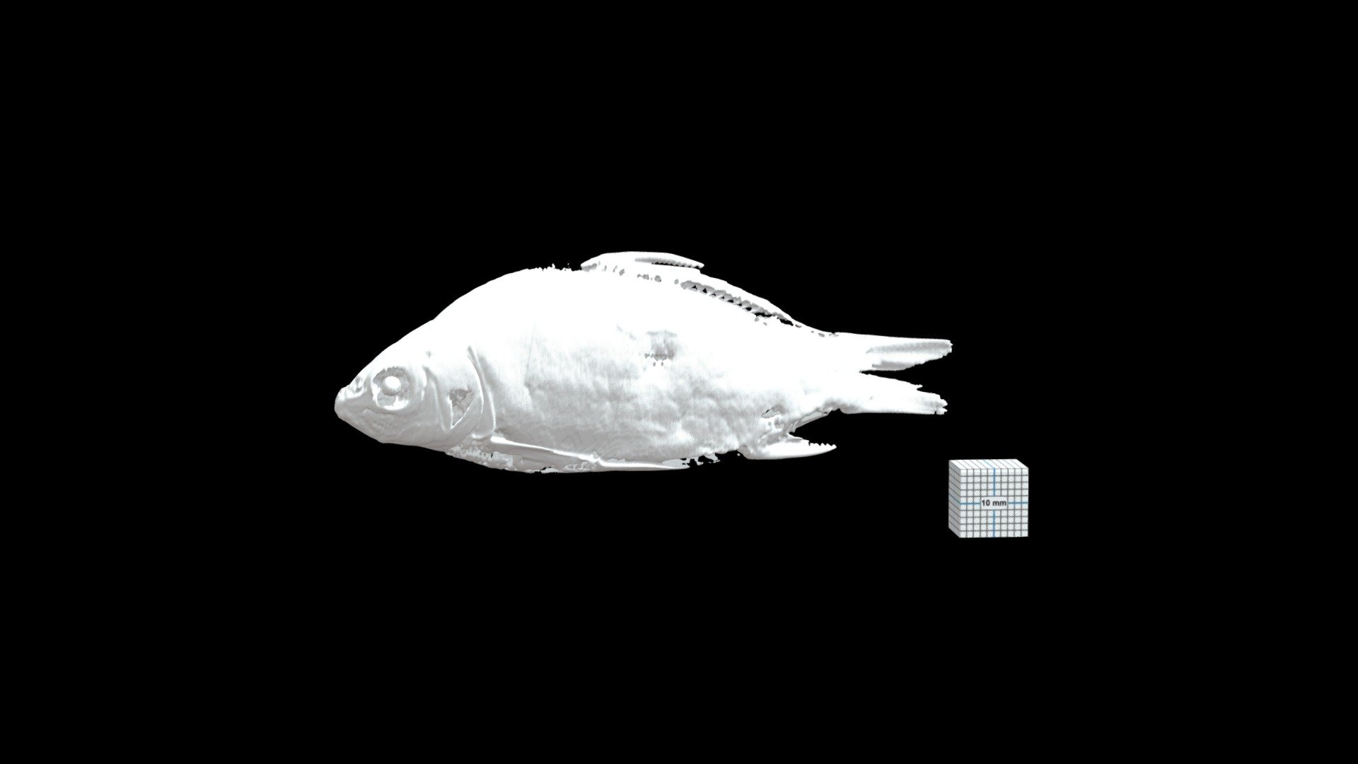 インダーコイ（インダー鯉） Cyprinus intha - 3D model by ffish.asia / floraZia.com ...