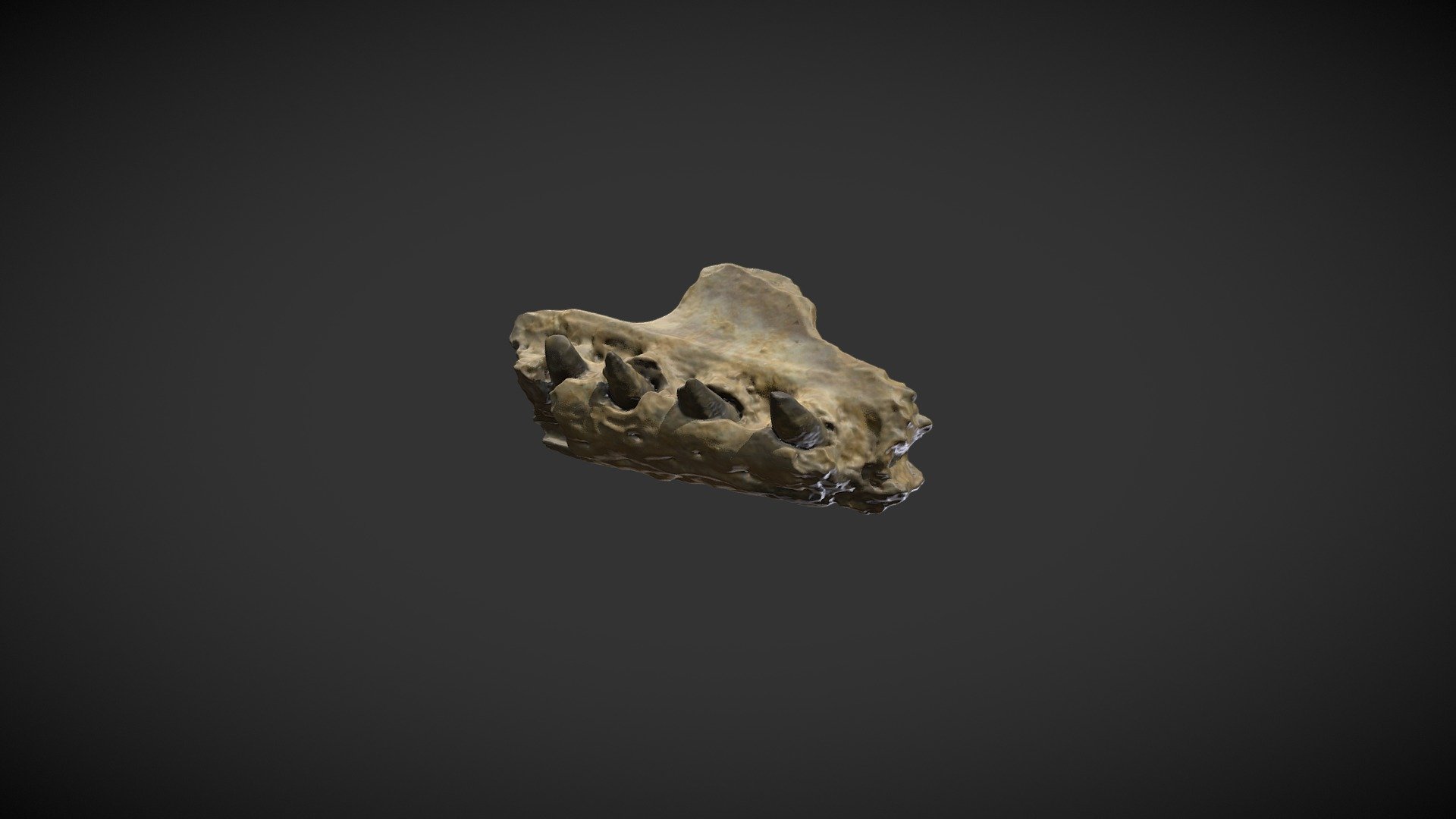Crocodile Diplocynodon styriacus - 3D model by Museum de Toulouse ...
