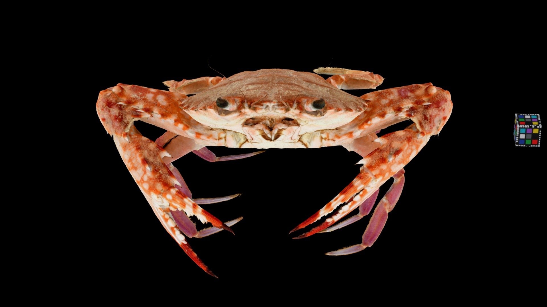 アカイシガニ ♀ Soldier Swimming Crab, Charybdis miles - Download Free 3D ...