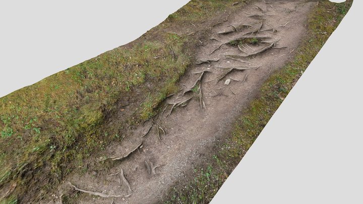 Roots 3D models - Sketchfab