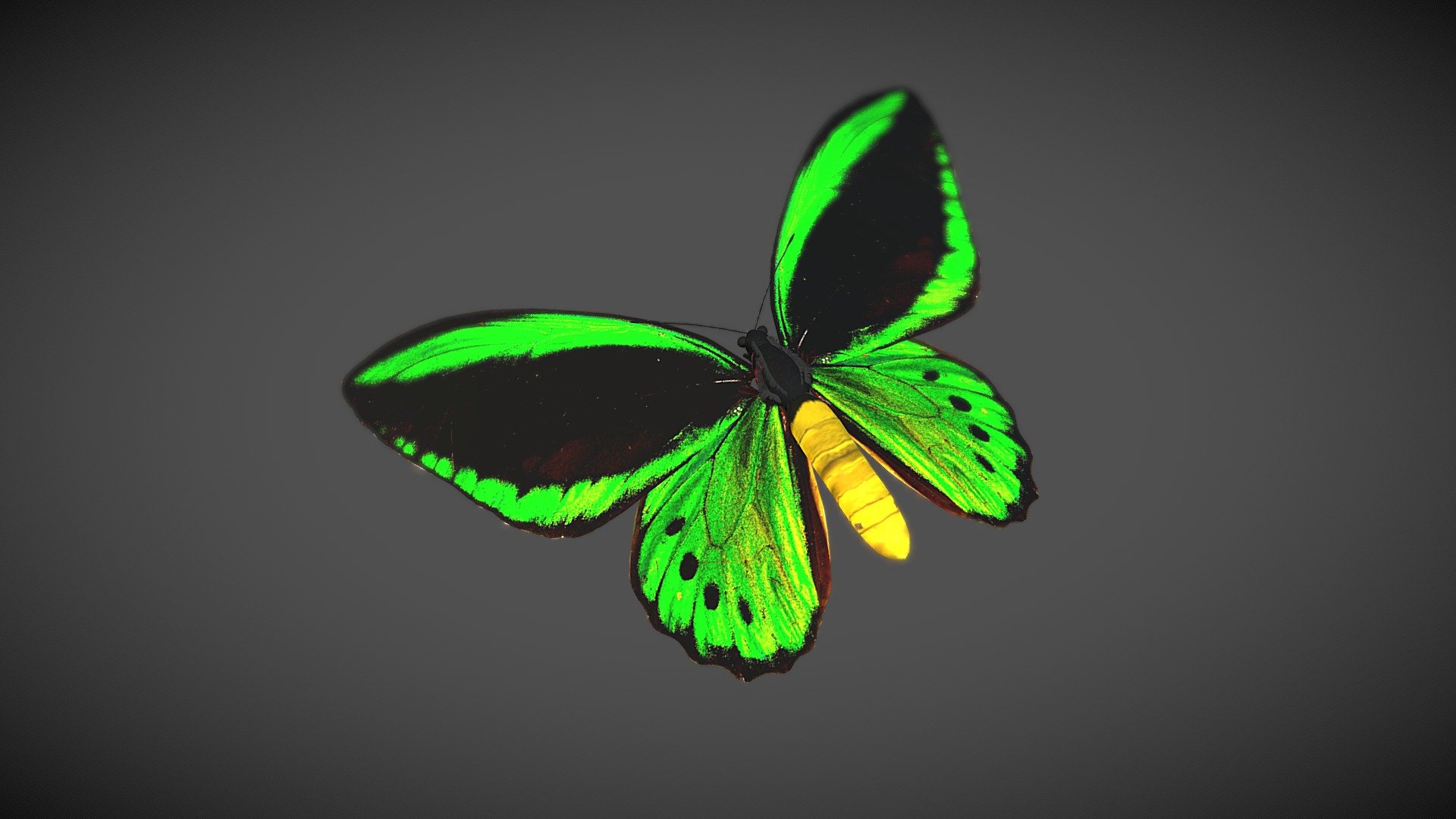 Cairn's Birdwing - Download Free 3D model by eb78 (@E.A.Cornell ...