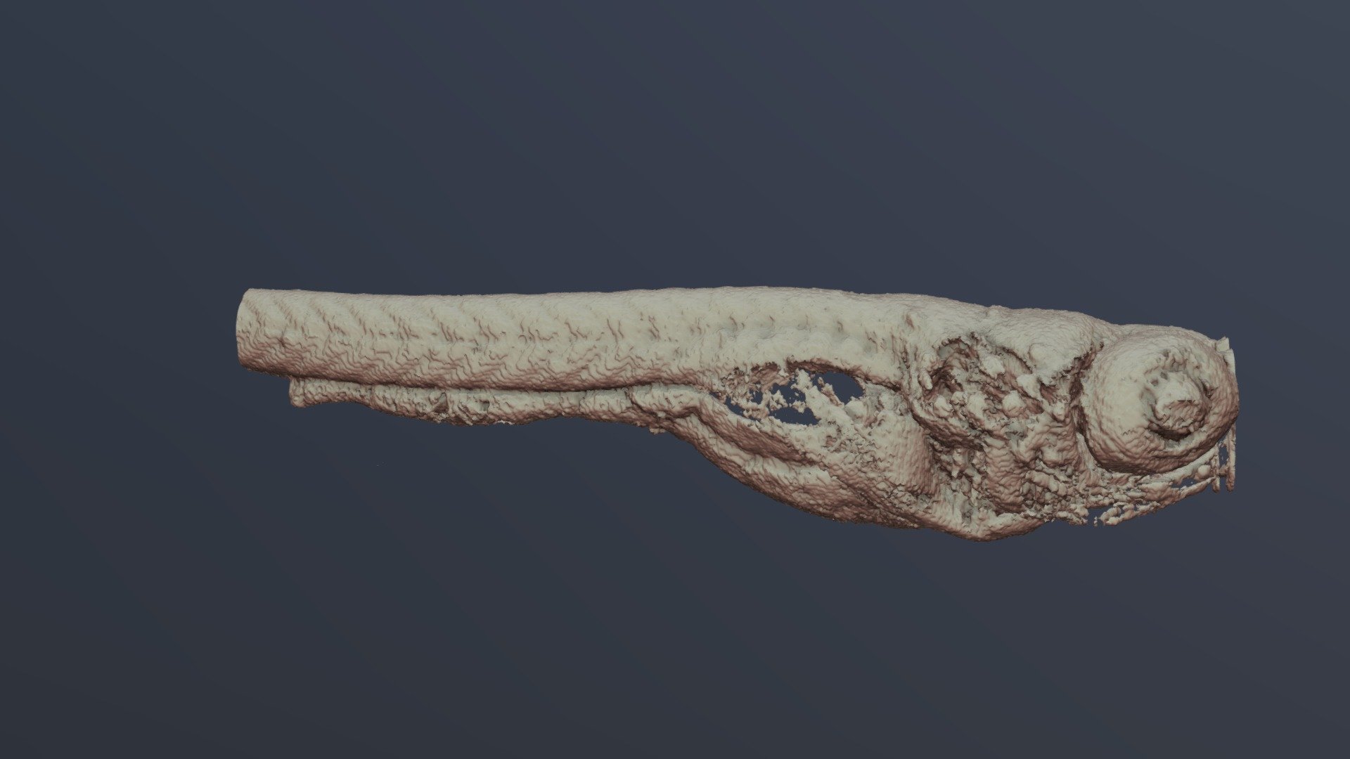Danio rerio 120 hours - 3D model by Mieke Roth (@miekeroth) [692b440 ...