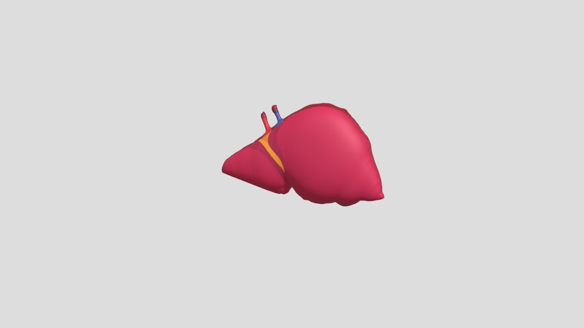 Bagian-bagian liver - Download Free 3D model by salwanisamaulana ...