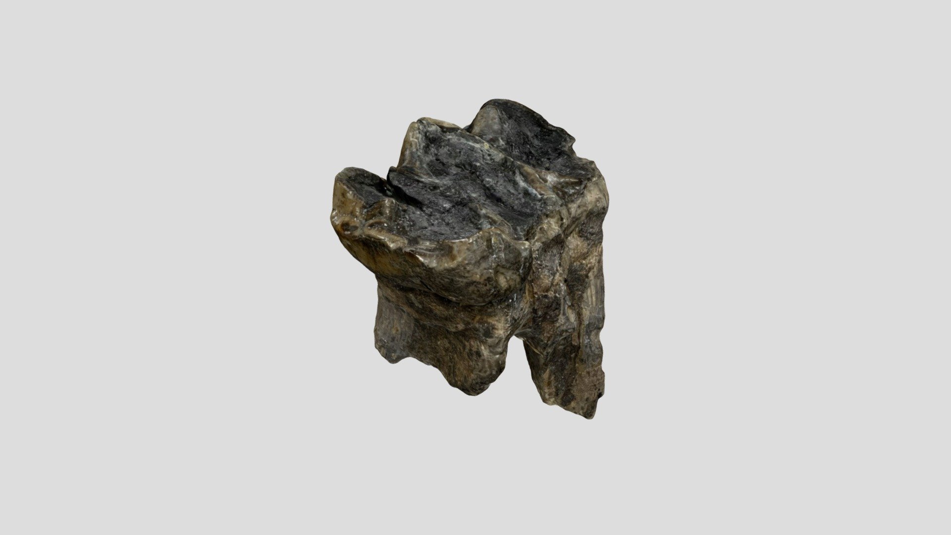 Mastodon molar (VCU_3D_7871) - Download Free 3D model by Virtual ...