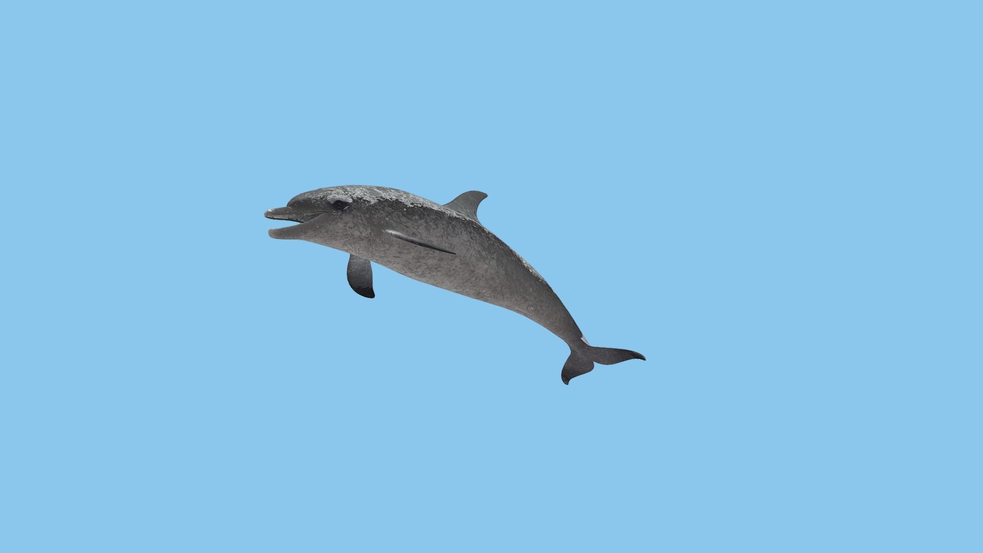 atlantic-spotted-dolphin test - 3D model by rogico [693ae22] - Sketchfab