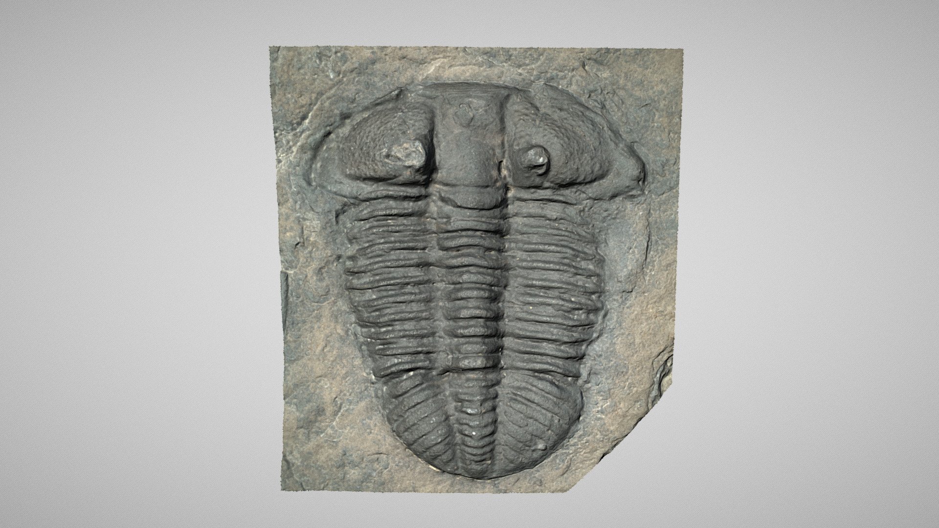 Asaphida, Norinia sp. - Download Free 3D model by Geoscience Research ...