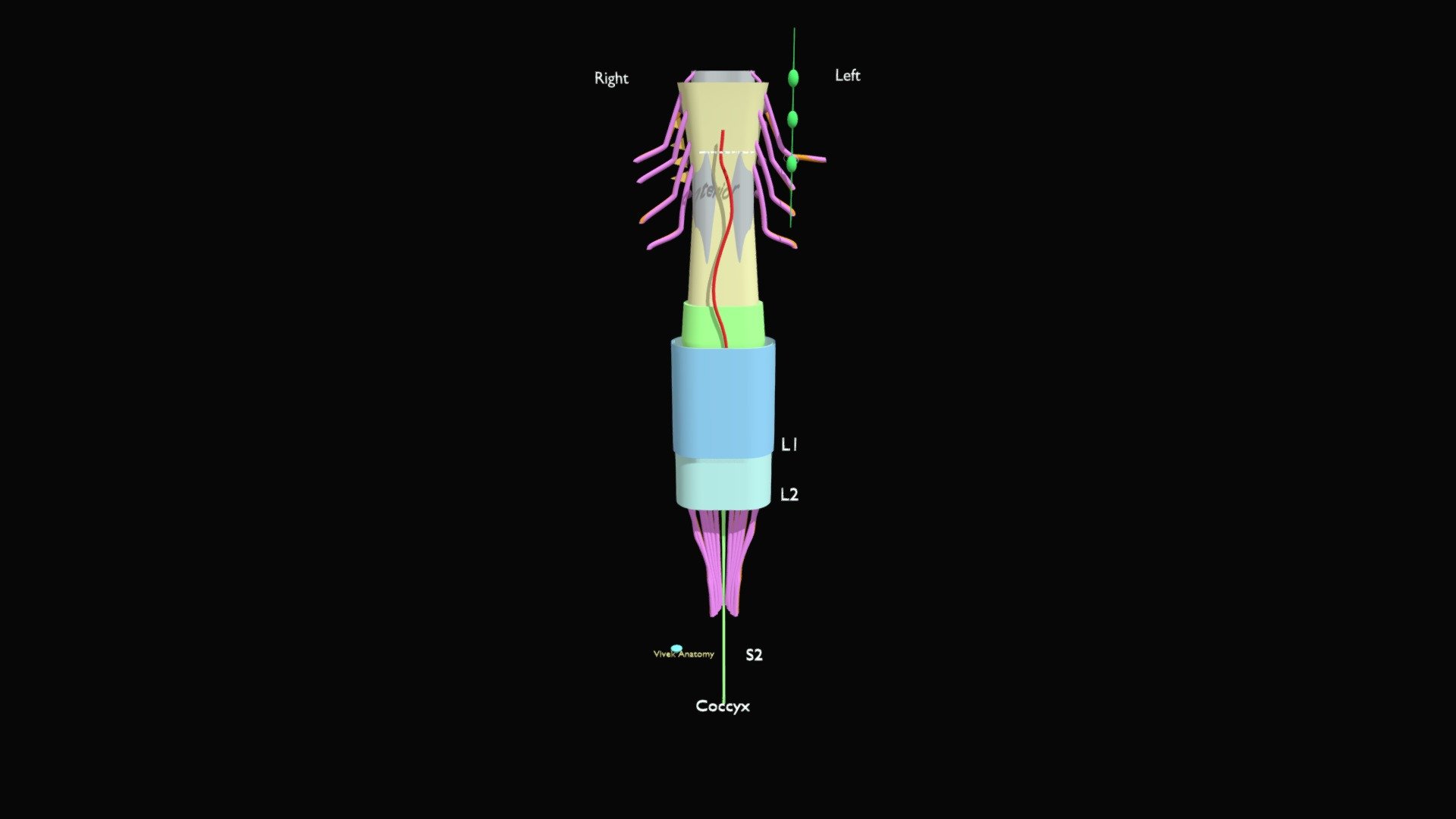 Cauda Equina - 3D model by VivekAnatomy [693e134] - Sketchfab