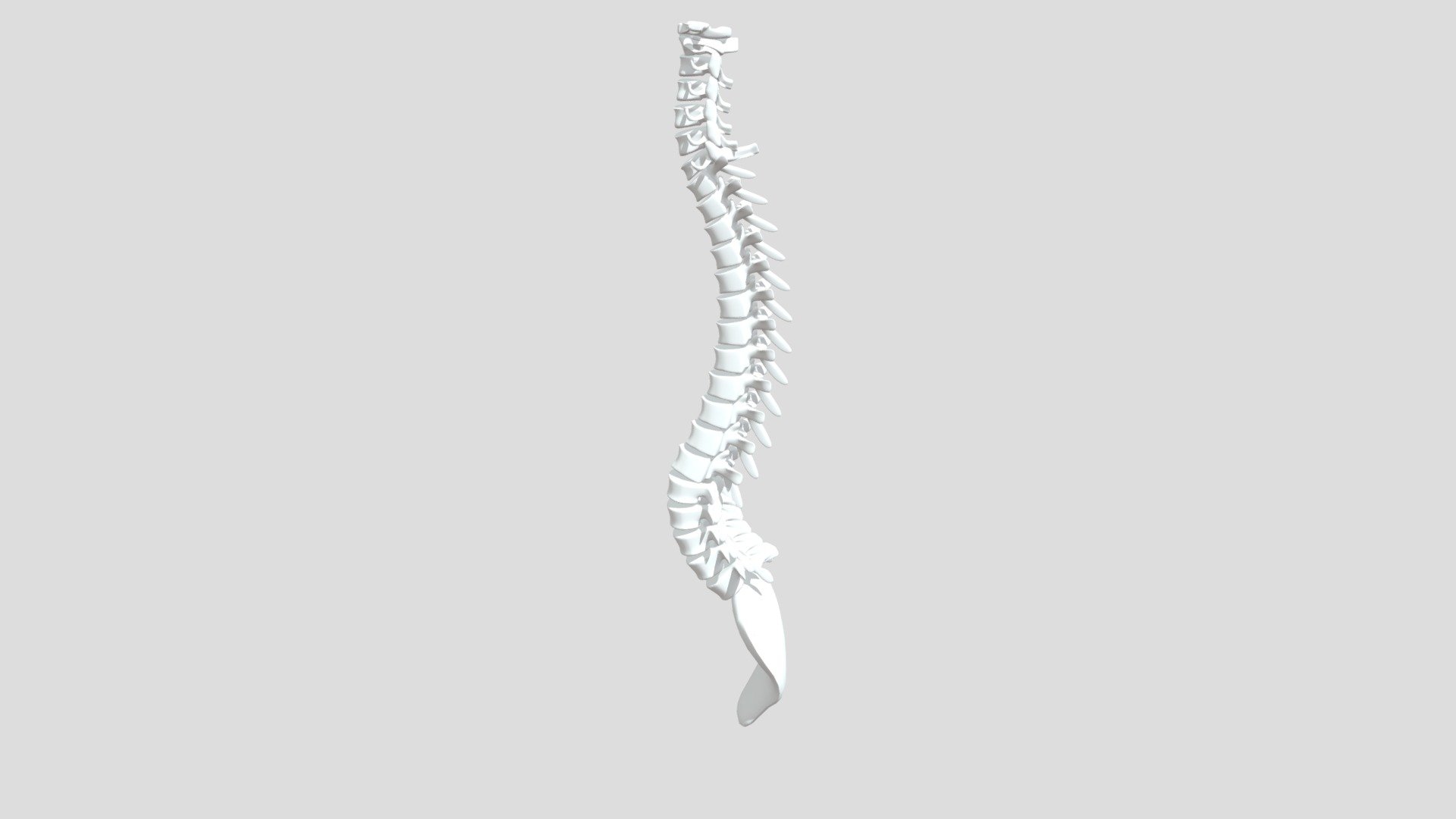 Humanspine Simplified - Download Free 3D model by edowaado [694fb8e ...