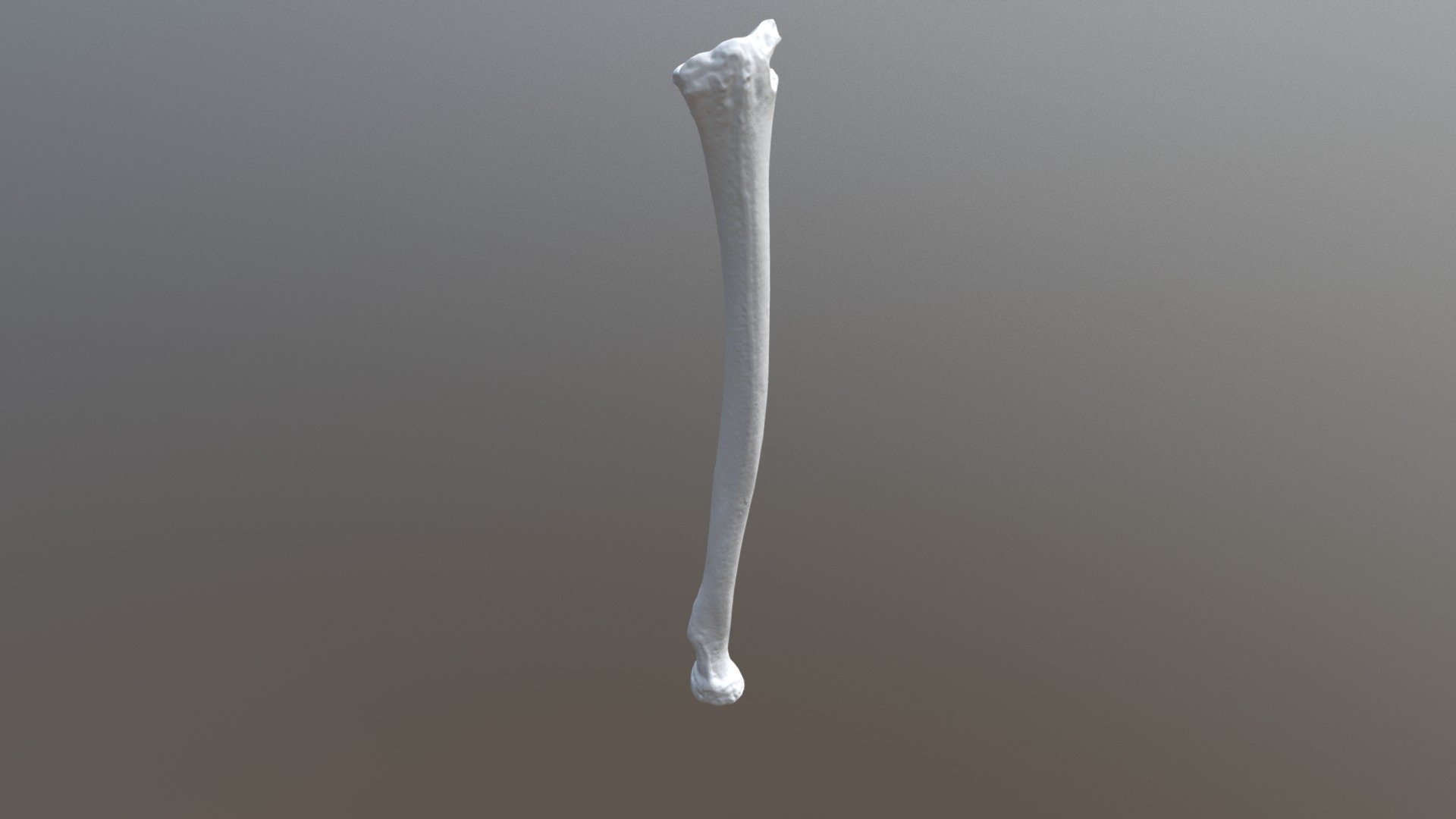 Radius - 3D model by acpe [6954005] - Sketchfab