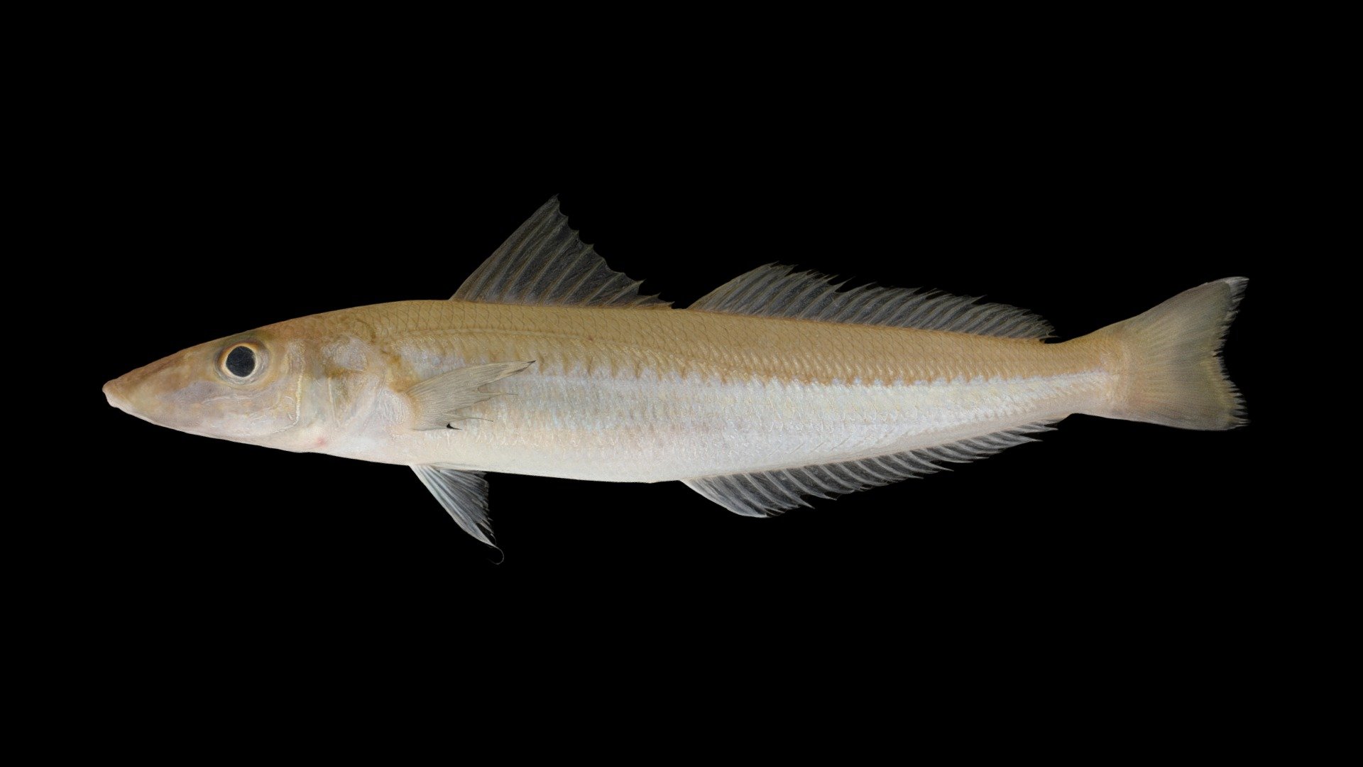 シロギス 🐟 ♀ Japanese Whiting, Sillago japonica - Download Free 3D model by ...