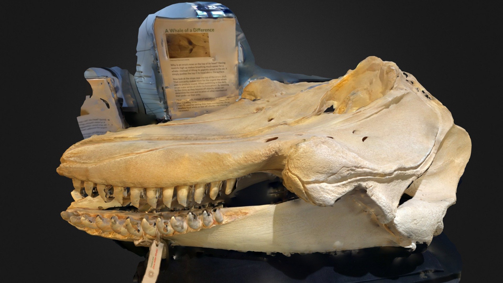 Redo of Whale Skull - Download Free 3D model by jtressle [6956410 ...