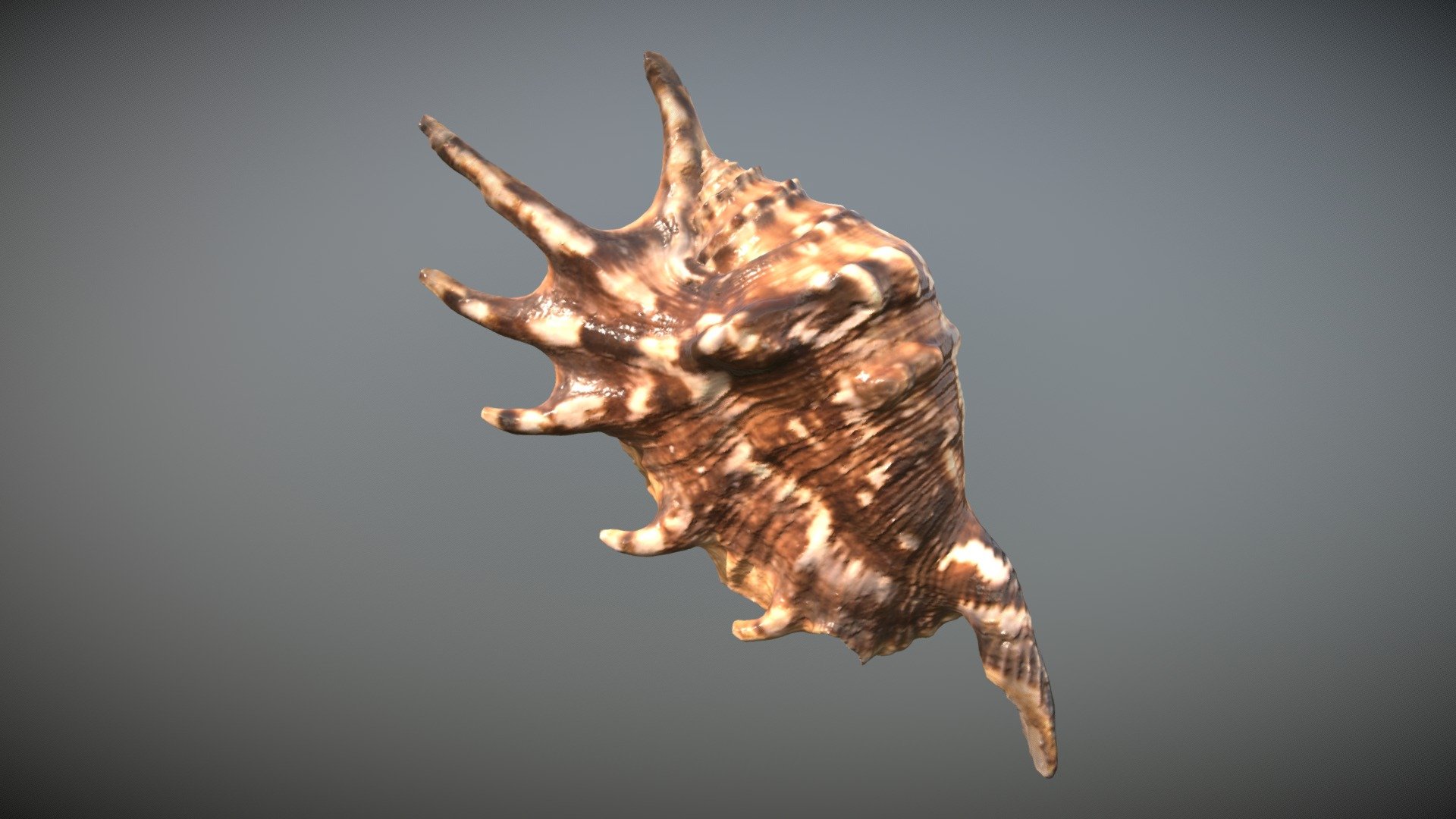 Shell 3DScan - 3D model by cgslab [6958eb9] - Sketchfab