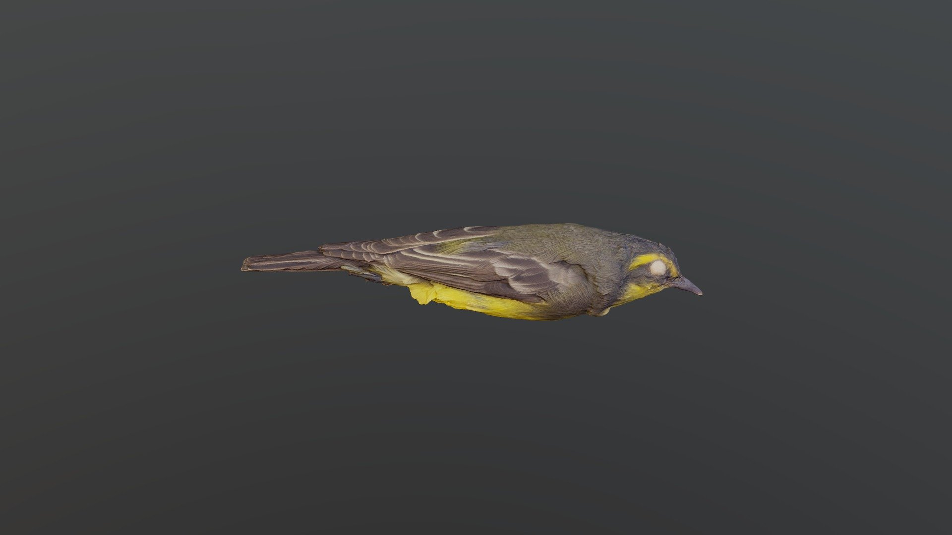 Northern Scrub-Flycatcher - S. arenarum - 3D model by MooreLab [69616d7 ...