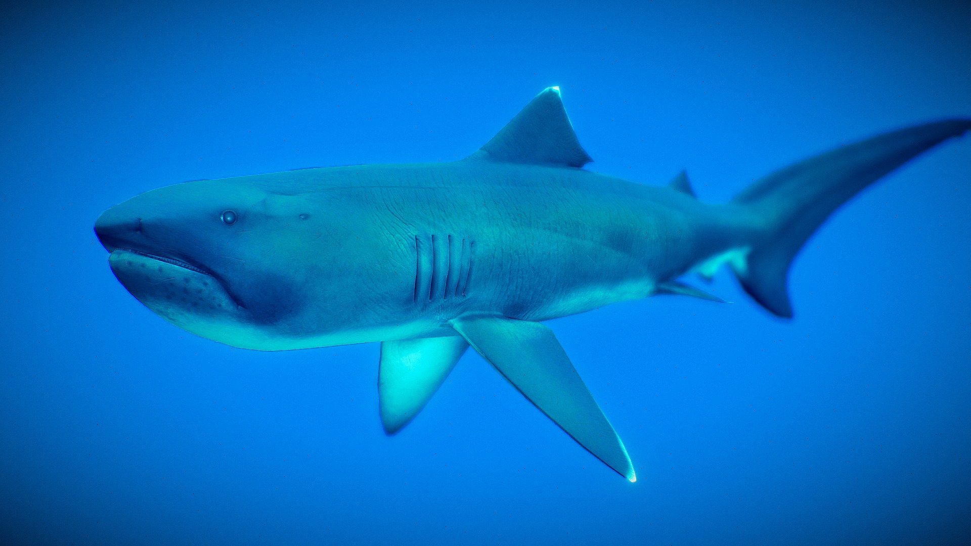 Megan the Megamouth Shark (Megachasma pelagios) - 3D model by ...