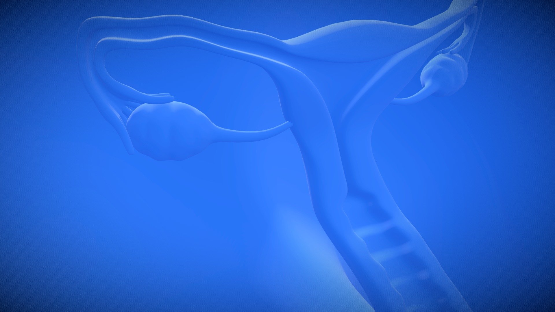 Female reproductive system - Download Free 3D model by 360 (@edu360 ...