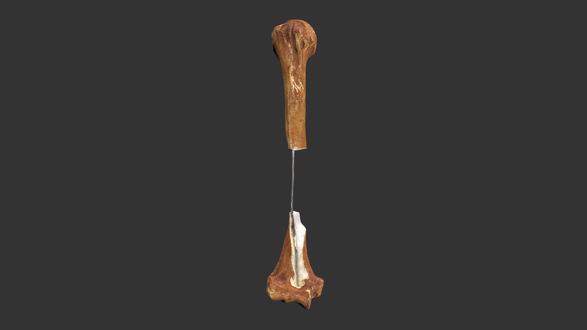 Homo neanderthalensis (Neanderthal 1) (433rp17) - Download Free 3D ...
