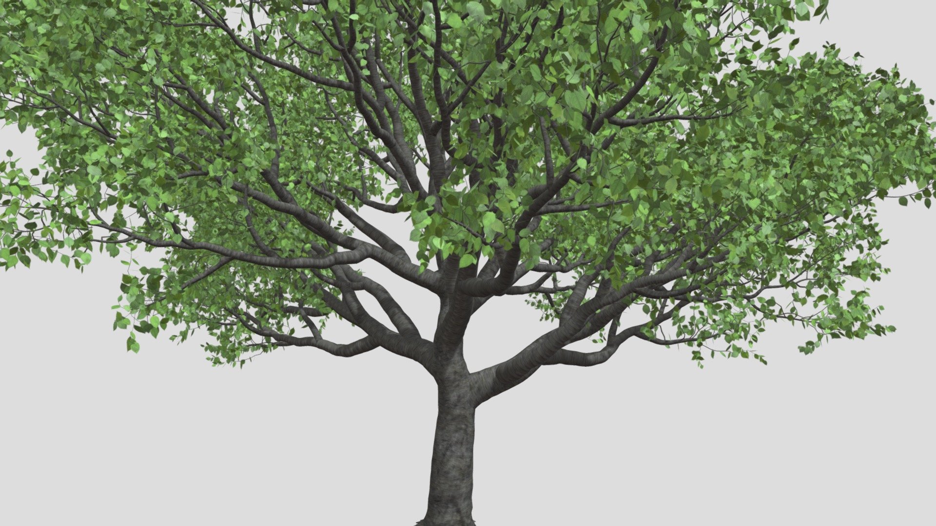 tree-t1st - 3D model by Adal (@Adal2) [6977085] - Sketchfab