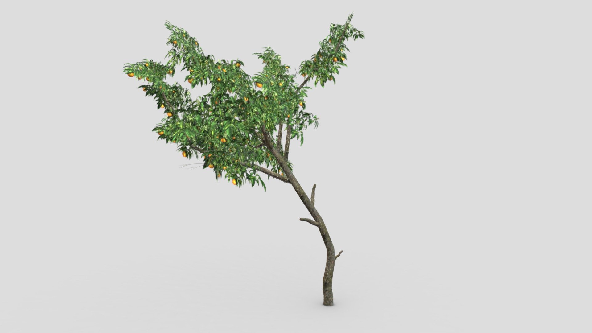 Orange Tree- S06 - Buy Royalty Free 3D model by ASMA3D [69778fc ...