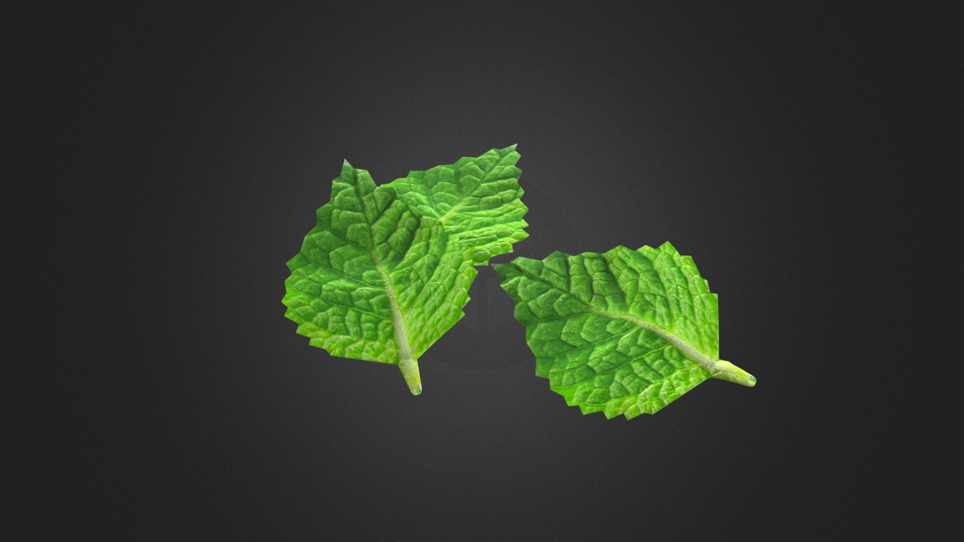 mint leaves final - 3D model by beeclark [6978f13] - Sketchfab