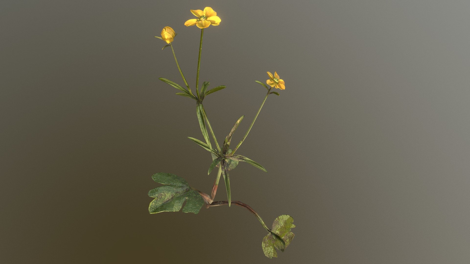 Goldilocks Buttercup - 3D model by Anežka Hájková (@anezka) [697bff5 ...