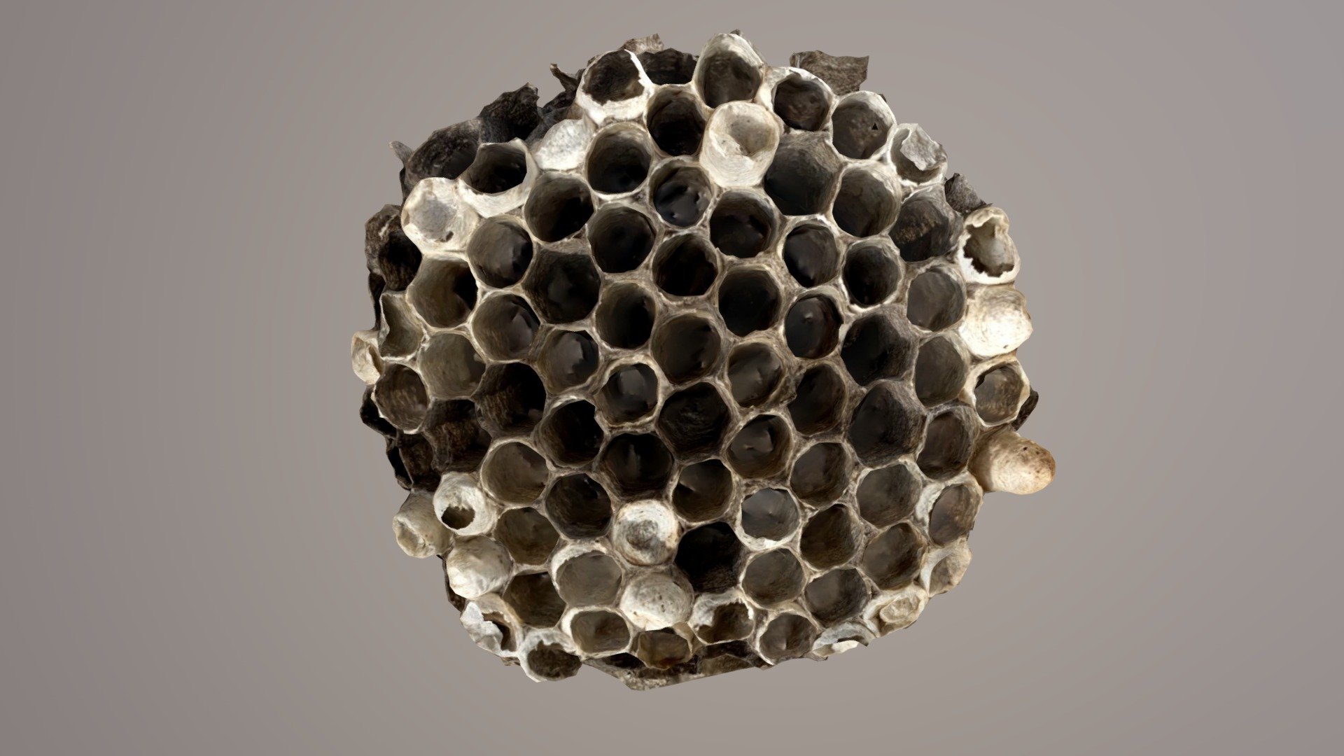 Day 179: Paper Wasp Nest - Download Free 3D model by uttamg911 [698134c ...