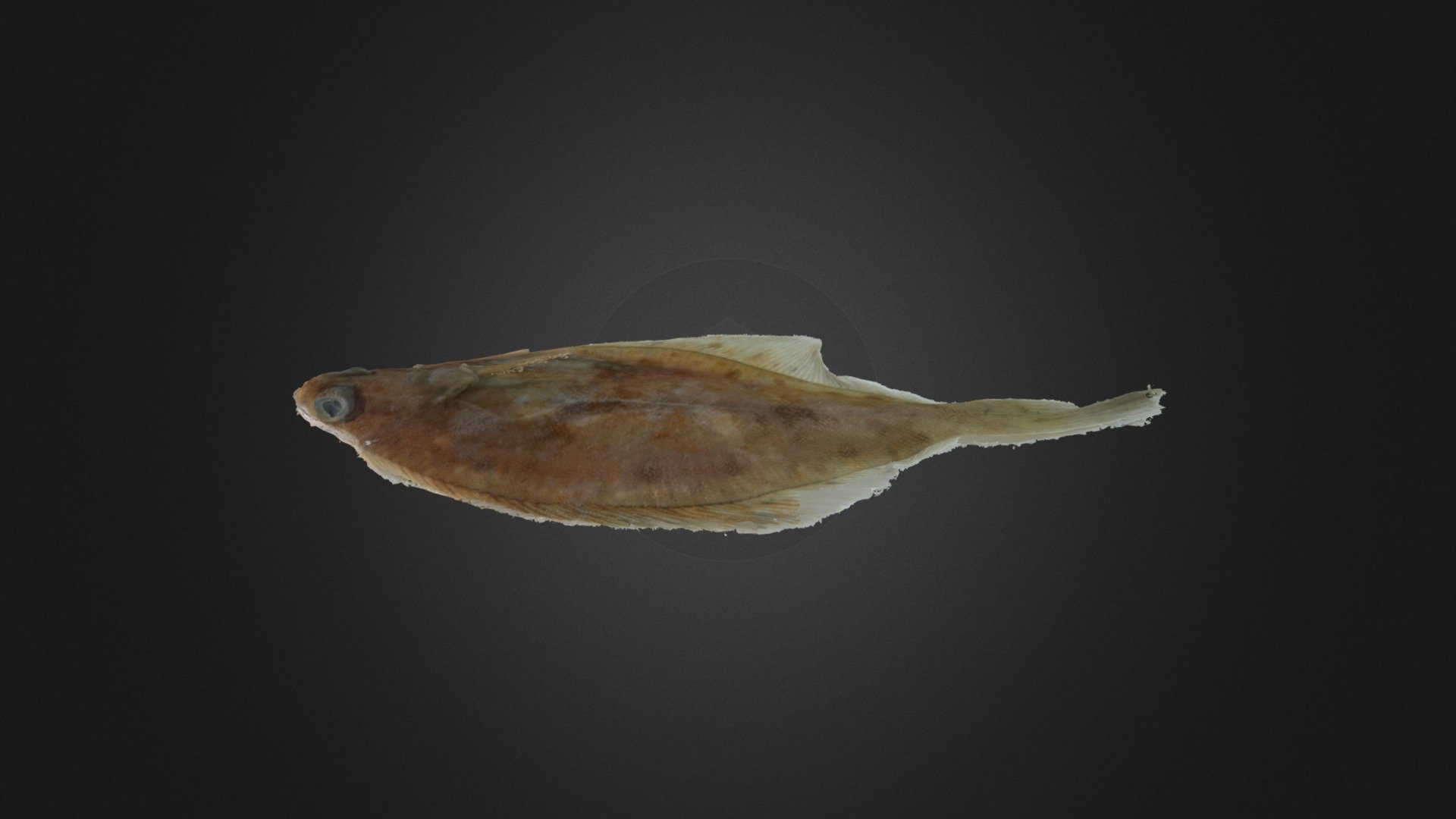 Common dab - 3D model by Amy Scott-Murray (@amyscottmurray) [698246d ...