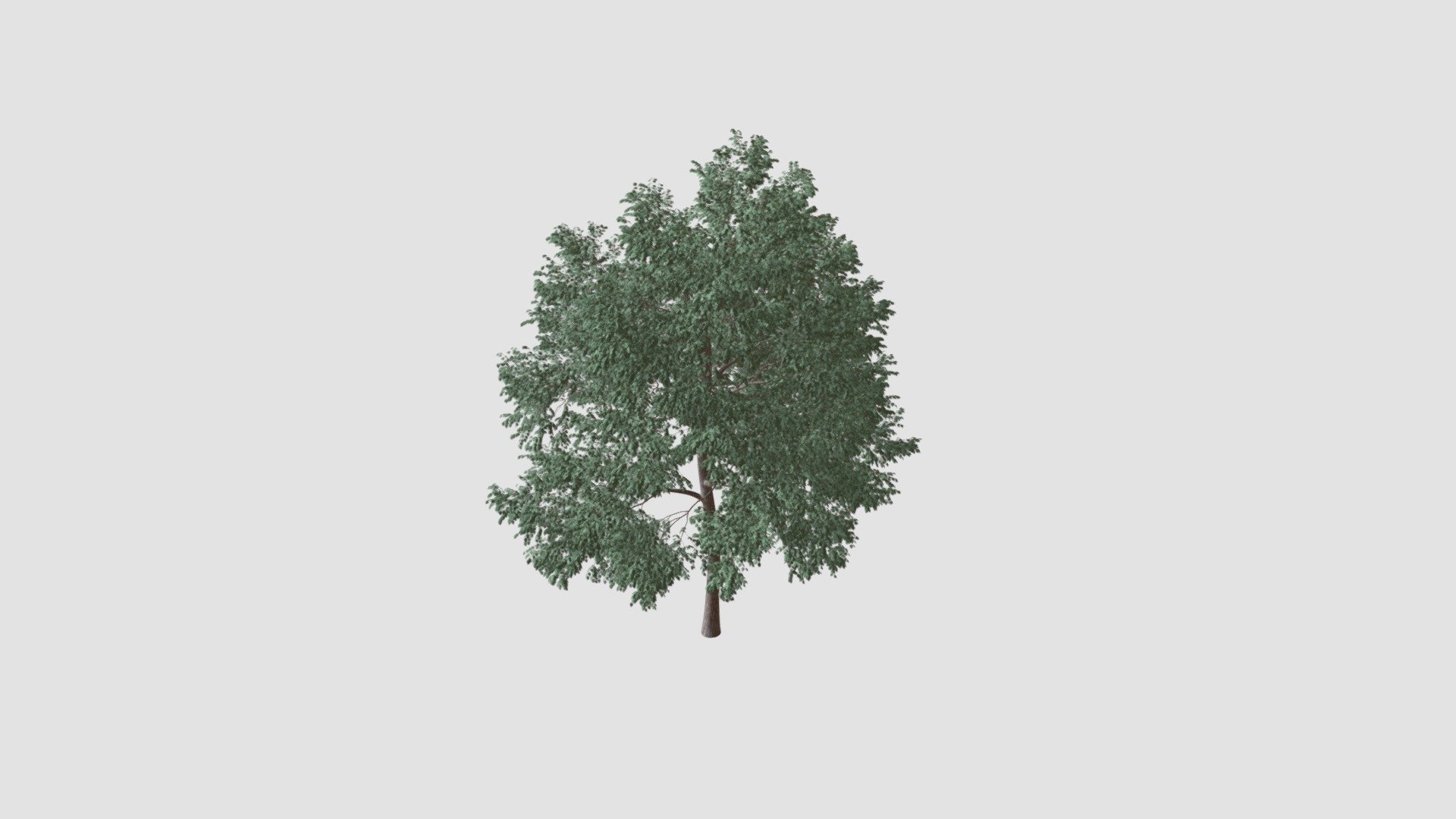 tree - Buy Royalty Free 3D model by Evermotion [6982ff4] - Sketchfab Store