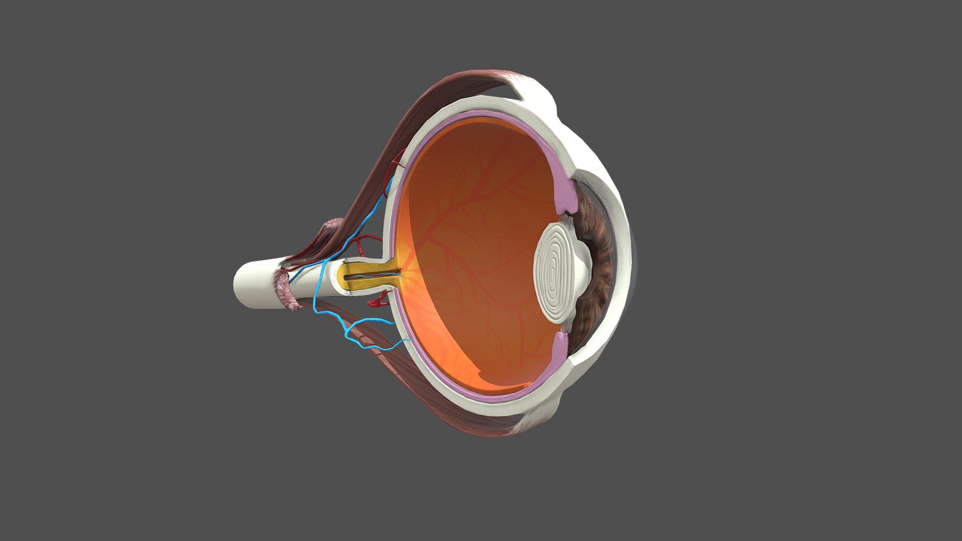 The Anatomy of The Eye - 3D model by keelymcdermot [698bb0a] - Sketchfab