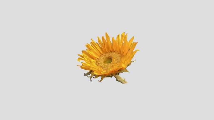 Sunflower 3D models - Sketchfab