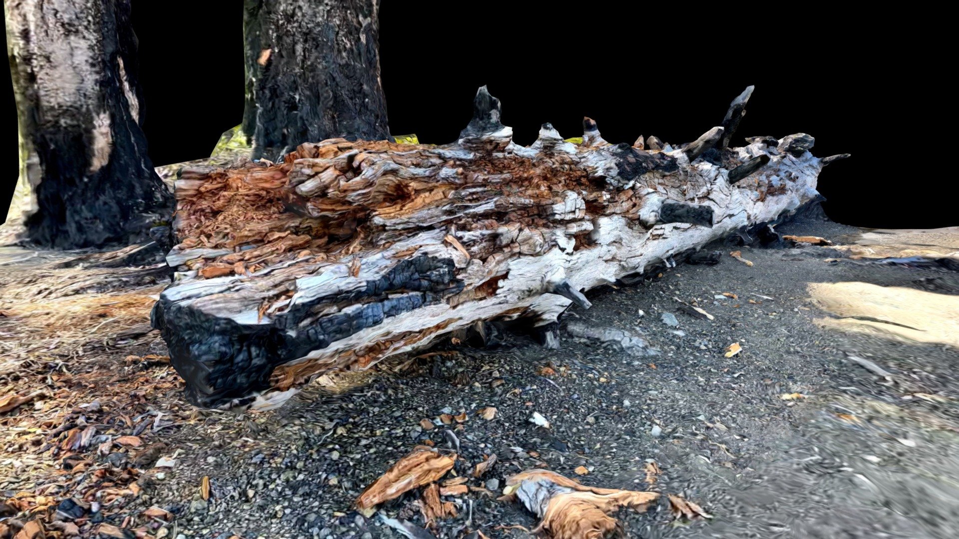 Termite Infested Log - 3D model by EveryPoint [6990c1a] - Sketchfab