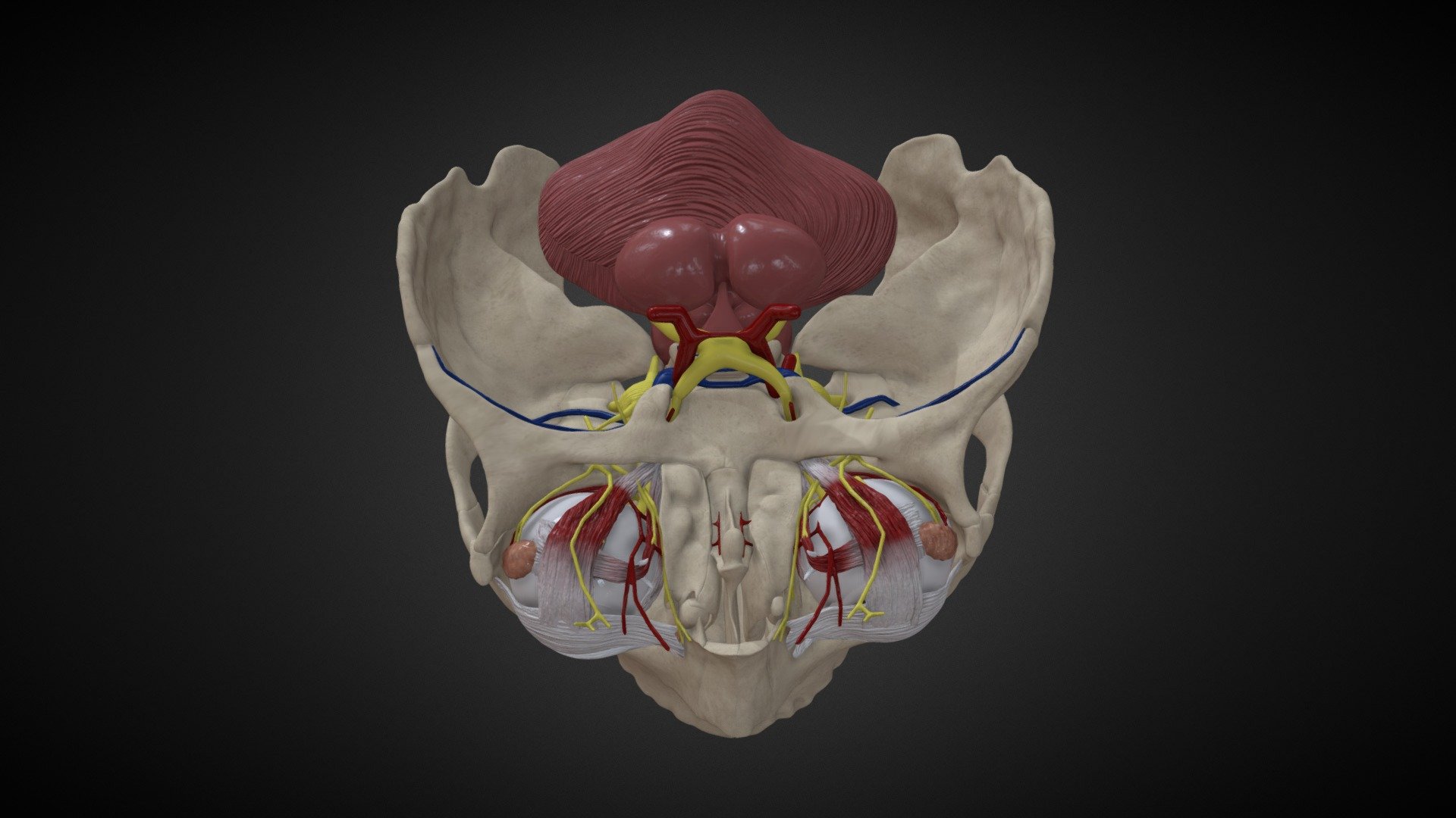 Right and Left orbit 11.22 - 3D model by xrealitylabs (@xrealitylabs ...