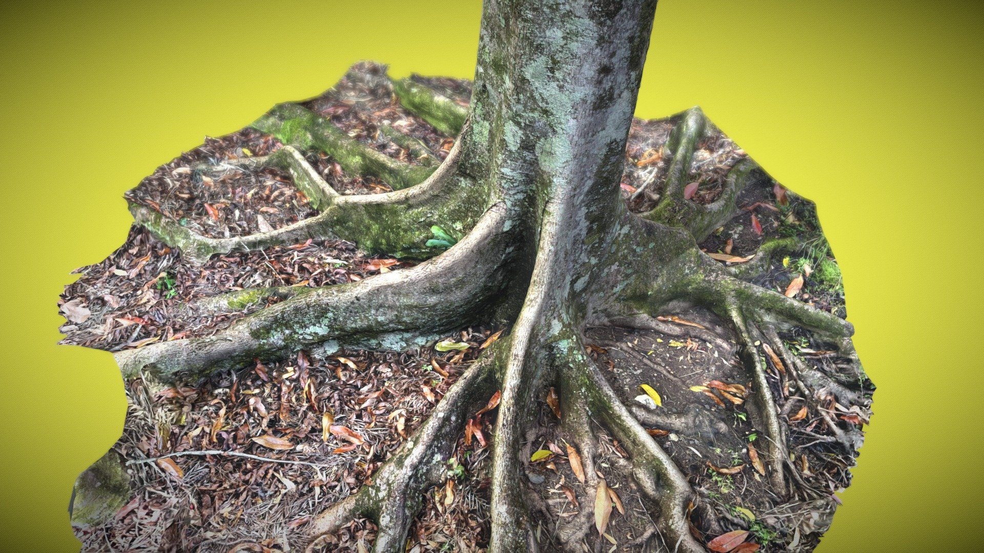 Rainforest tree - buttress roots (Trnio+ Beta) - 3D model by Luke ...